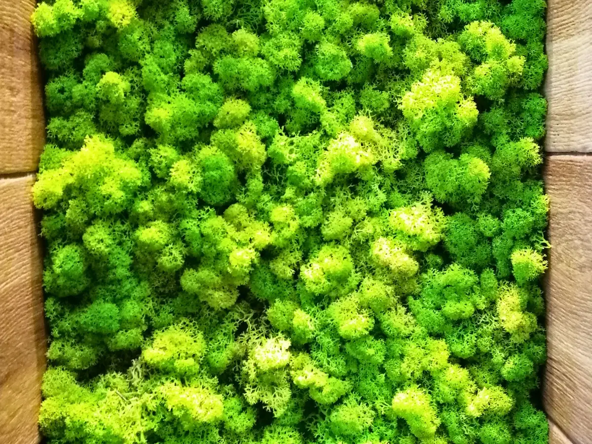 Ako na machové obrazy pre moderný interiér? | ALBERO